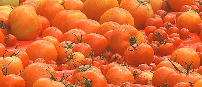 Tomatoes of the World: 29 Tomato Types | TasteAtlas