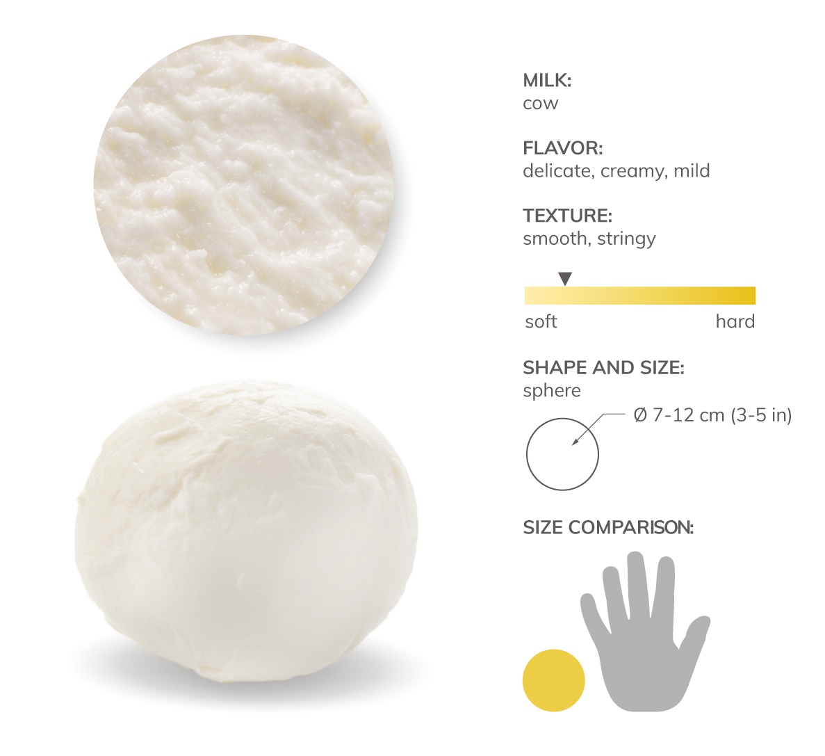 Mozzarella | Local Cheese From Italy