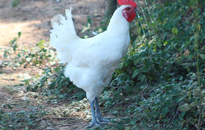 Poultries of the World: 52 Poultry Types | TasteAtlas