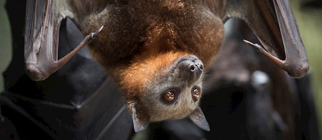 Eat Local in Vanuatu