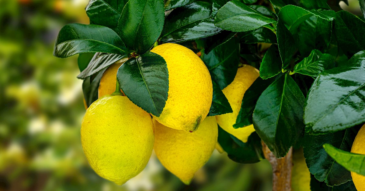 Meier Ningmeng | Local Citrus Fruit From China, East Asia