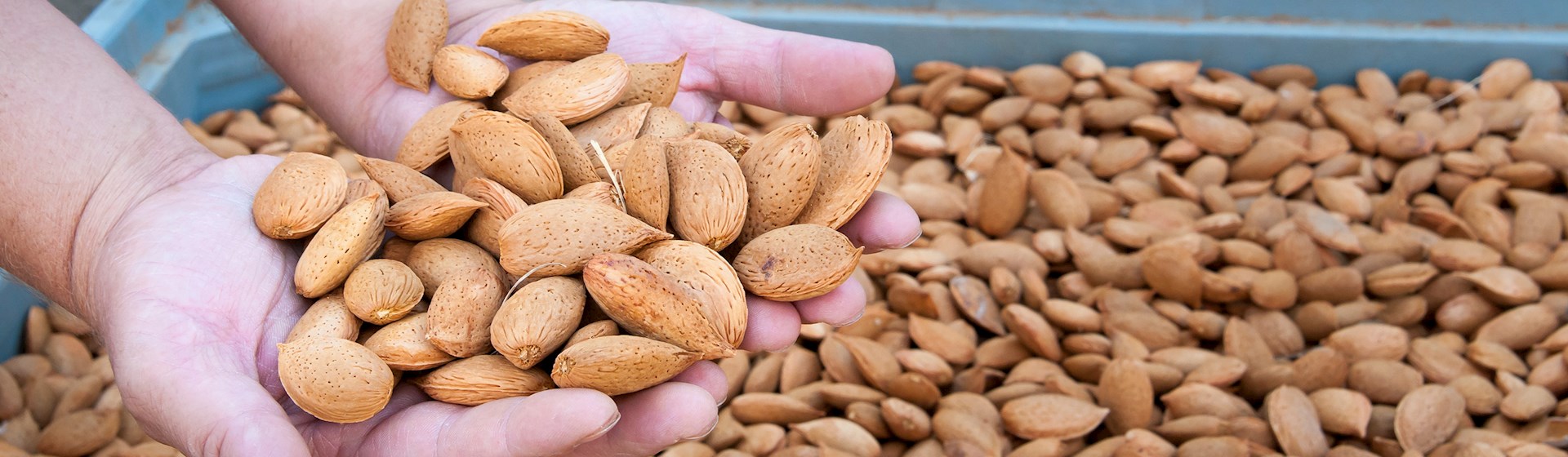 Top 21 Italian Nuts and Seeds - TasteAtlas