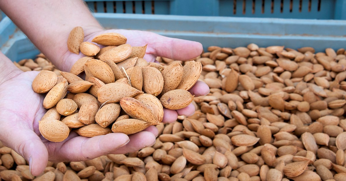 7 Best Almonds in the World - TasteAtlas