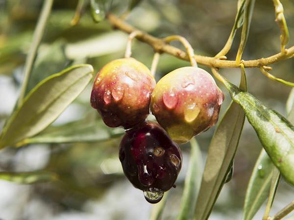 6 Most Popular French Olives - TasteAtlas