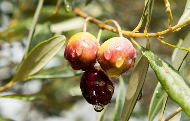 Greek Olives: 11 Olive Types in Greece | TasteAtlas