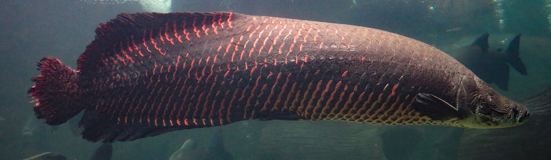 3 Worst Rated Brazilian Seafood - TasteAtlas