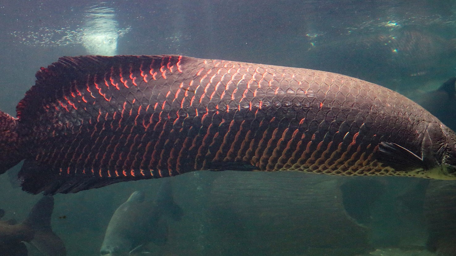 4 Best Fishes in Brazil - TasteAtlas