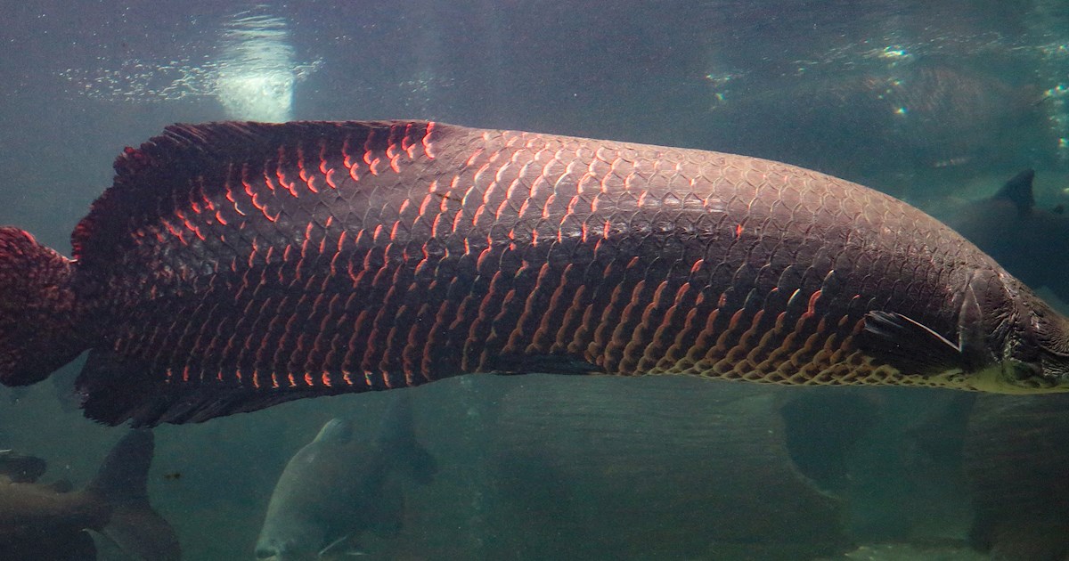 6 Best Freshwater Fishes in South America - TasteAtlas