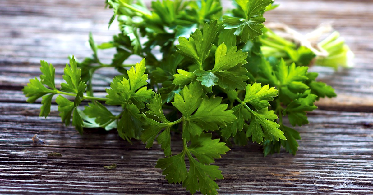 Prezzemolo (Sardinia) | Local Parsley From Sardinia, Italy