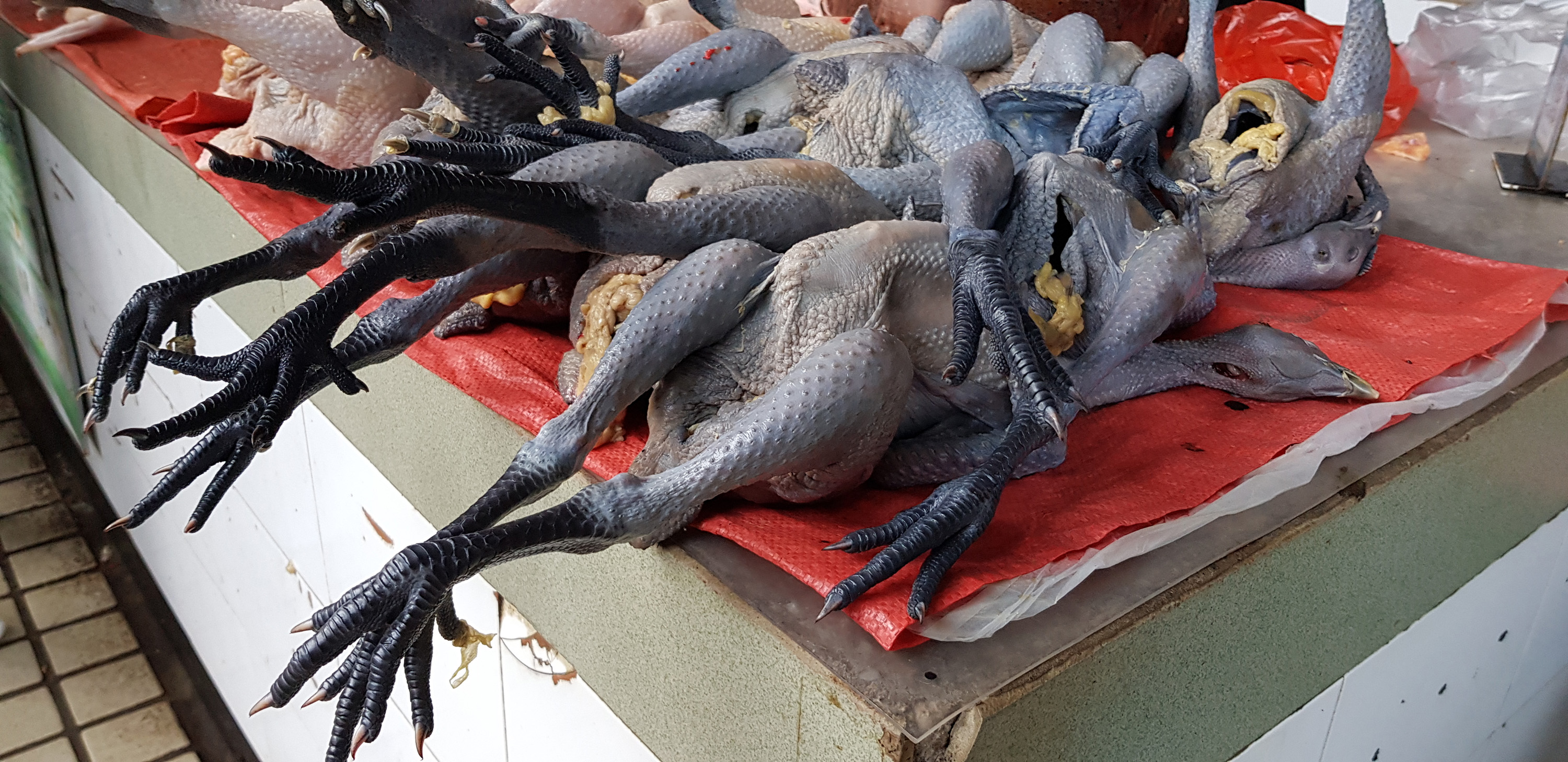 Chickens of the World: 9 Chicken Types | TasteAtlas