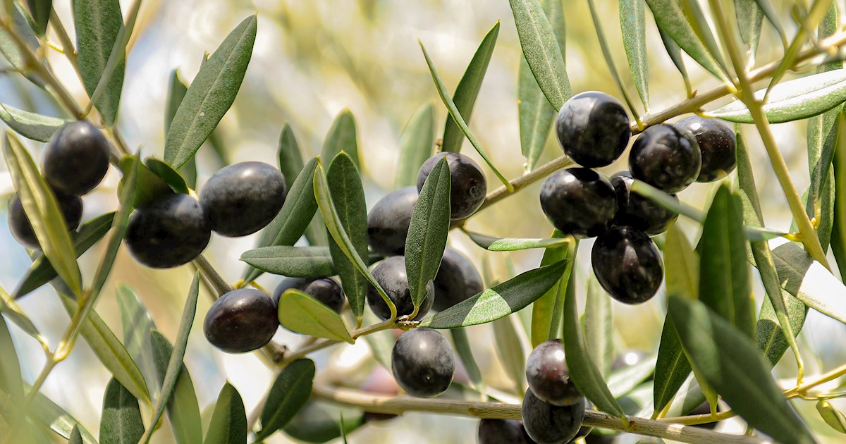 Italian Olives: 9 Olives Types in Italy | TasteAtlas