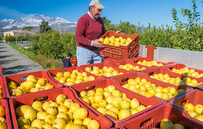 Sicilian Fruits: 12 Fruit Types in Sicily | TasteAtlas