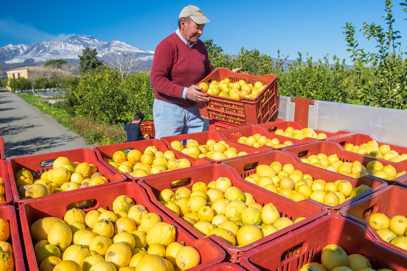 3 Best Lemons in Sicily - TasteAtlas