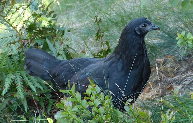 Poultries of the World: 52 Poultry Types | TasteAtlas