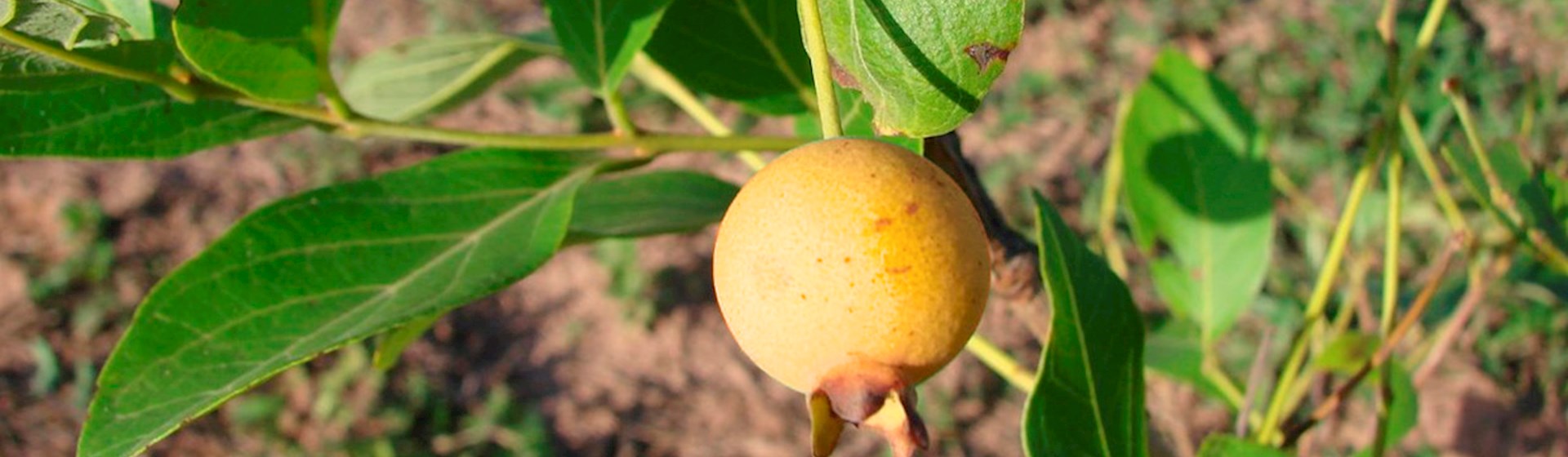 3 Best Plants in Brazil - TasteAtlas
