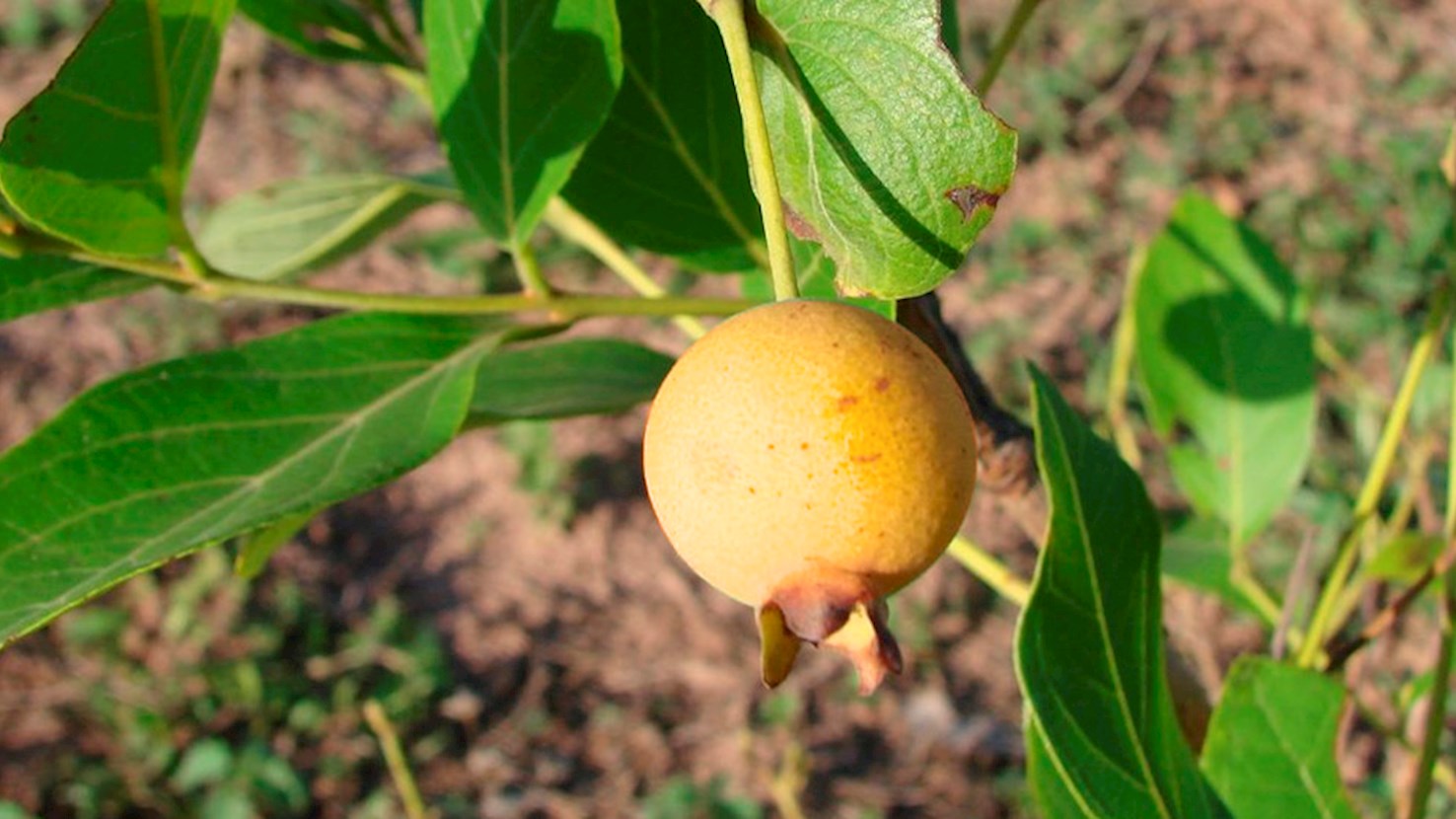 Worst Rated Plants in the World - TasteAtlas