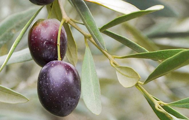 Greek Olives: 11 Olive Types in Greece | TasteAtlas
