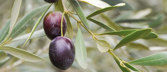 Greek Olives: 21 Olives Types in Greece | TasteAtlas