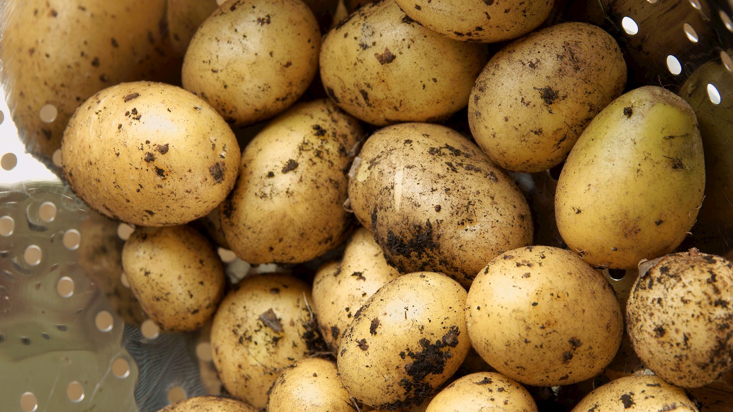 Top 6 British Potatoes - TasteAtlas