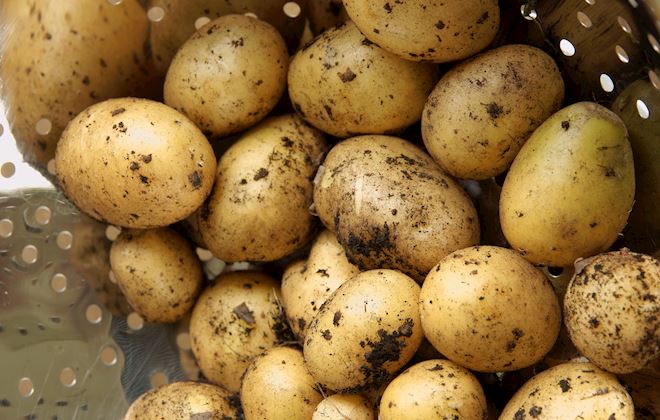 European Vegetables: 162 Vegetable Types in Europe | TasteAtlas