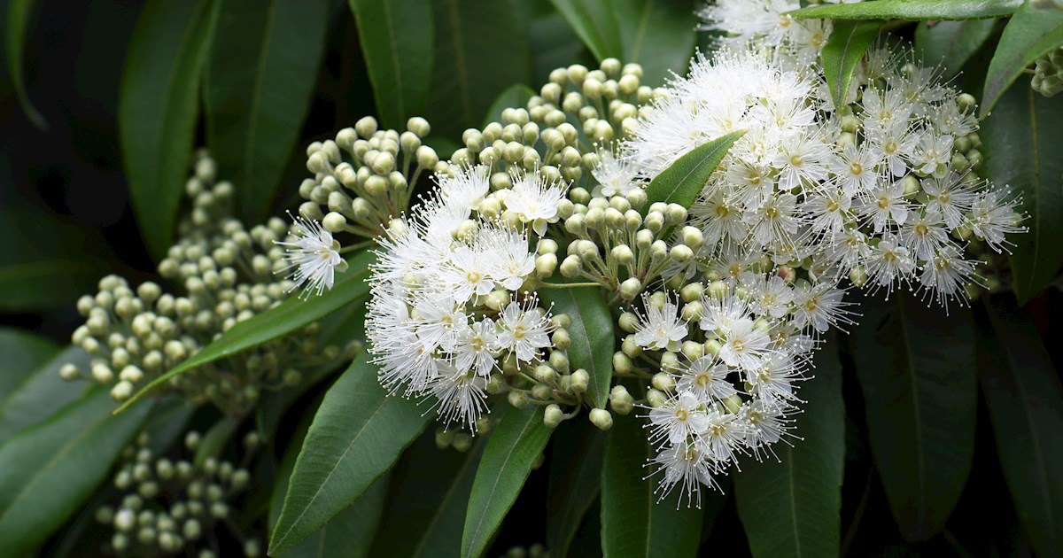 Lemon Myrtle | Local Herb From Queensland, Australia