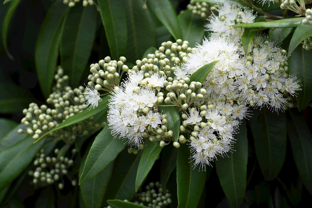 Lemon Myrtle | Local Herb From Queensland, Australia