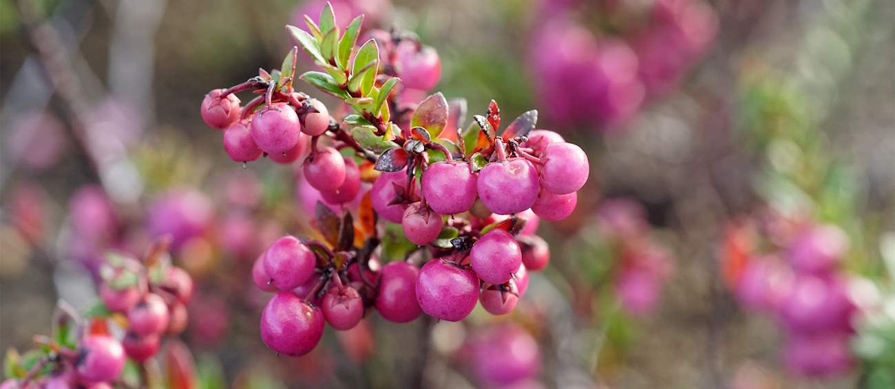 Chaura | Local Plant From Buenos Aires Province, Argentina