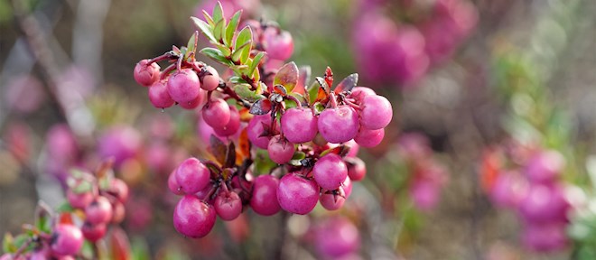 South American Plants: 11 Plant Types in South America | TasteAtlas