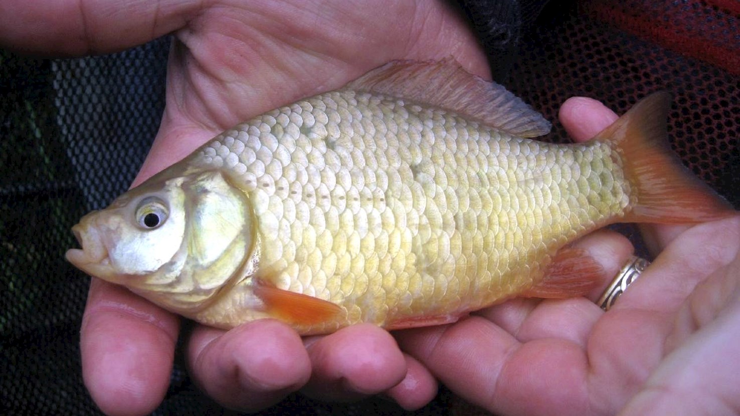 6 Best Fishes in Japan - TasteAtlas