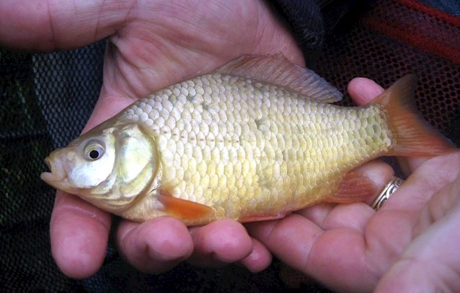 Carp of the World: 10 Carp Types | TasteAtlas