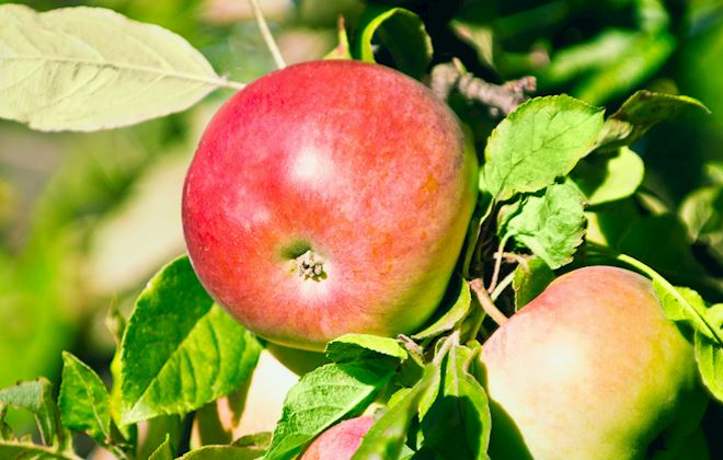 North American Apples: 54 Apple Types in North America | TasteAtlas