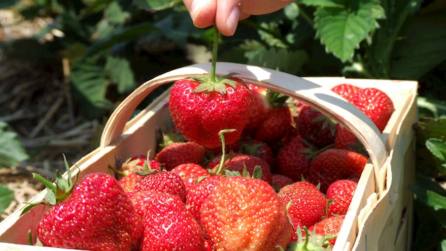 5 Best Strawberries in Europe - TasteAtlas