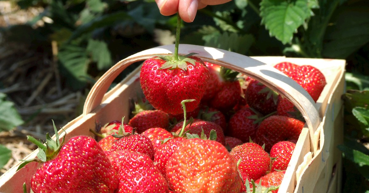Top 8 European Strawberries - TasteAtlas