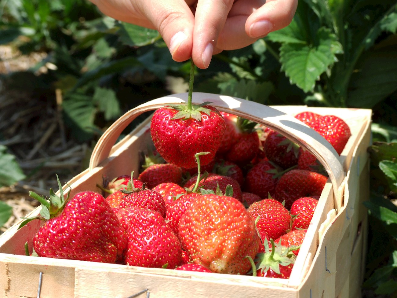 Wexford Strawberries | Local Strawberries From County Wexford, Ireland