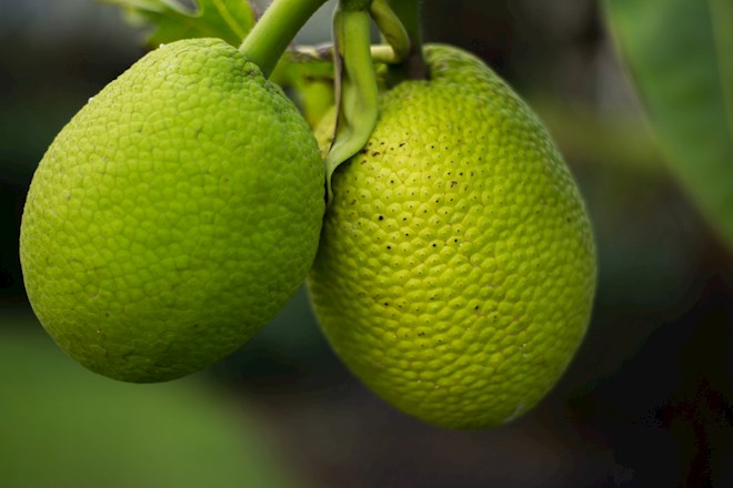 Asian Fruits: 55 Fruit Types in Asia | TasteAtlas