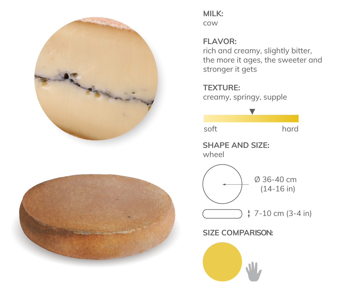 Morbier | Local Cheese From Morbier, France