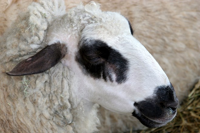 Lambs of the World: 49 Lamb Types | TasteAtlas