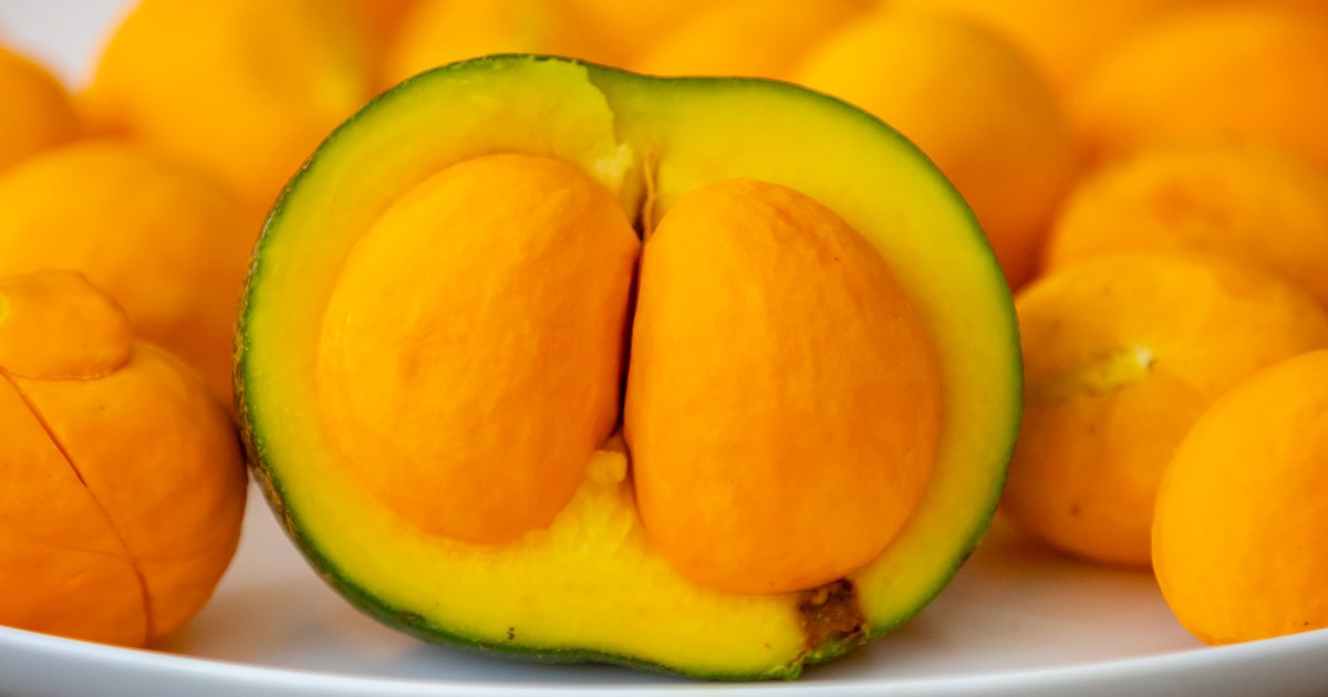 Pequi | Local Tropical Fruit From Central-West Region, Brazil