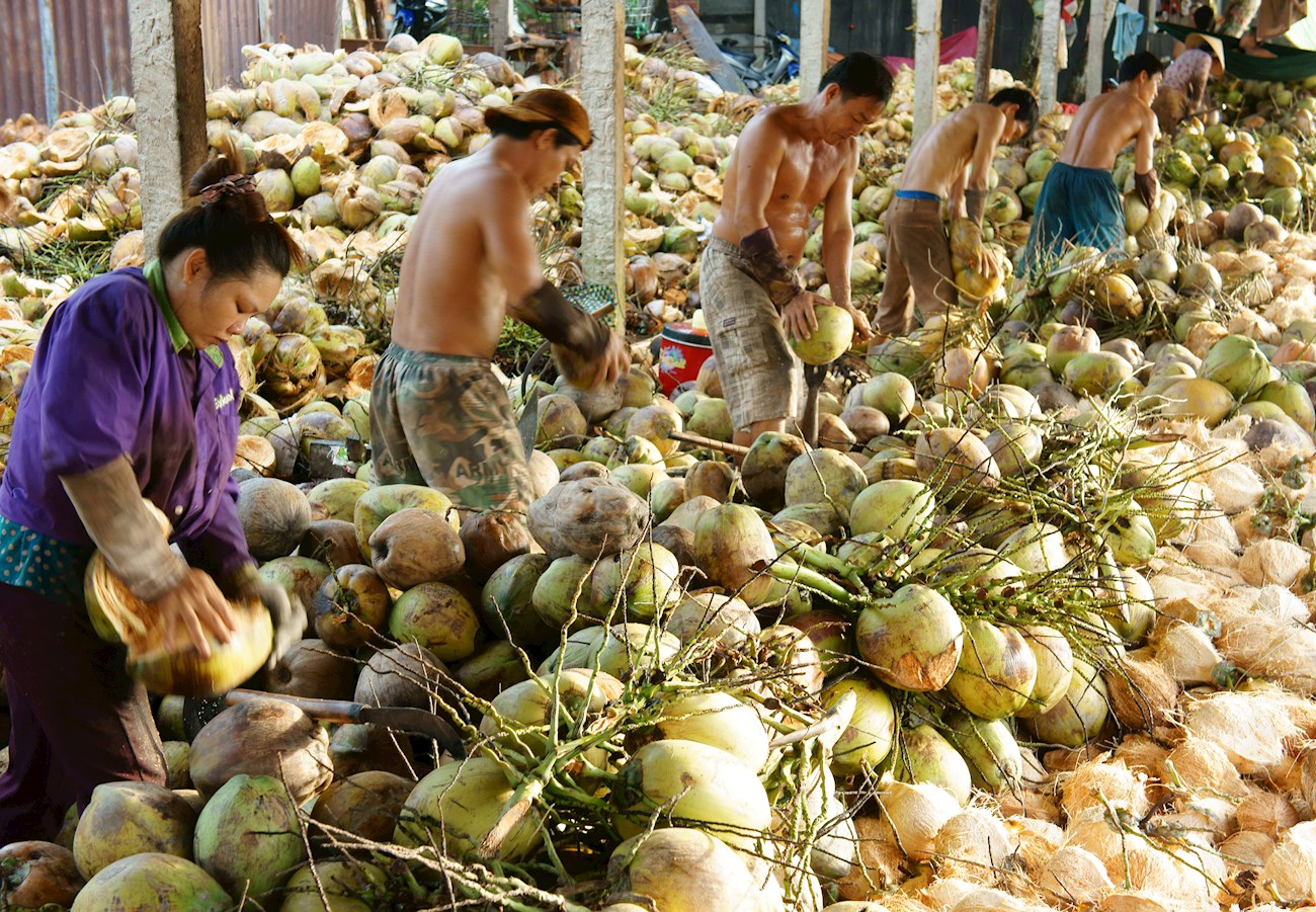Ben Tre Coconut | Local Coconut From Bến Tre Province, Southeast Asia