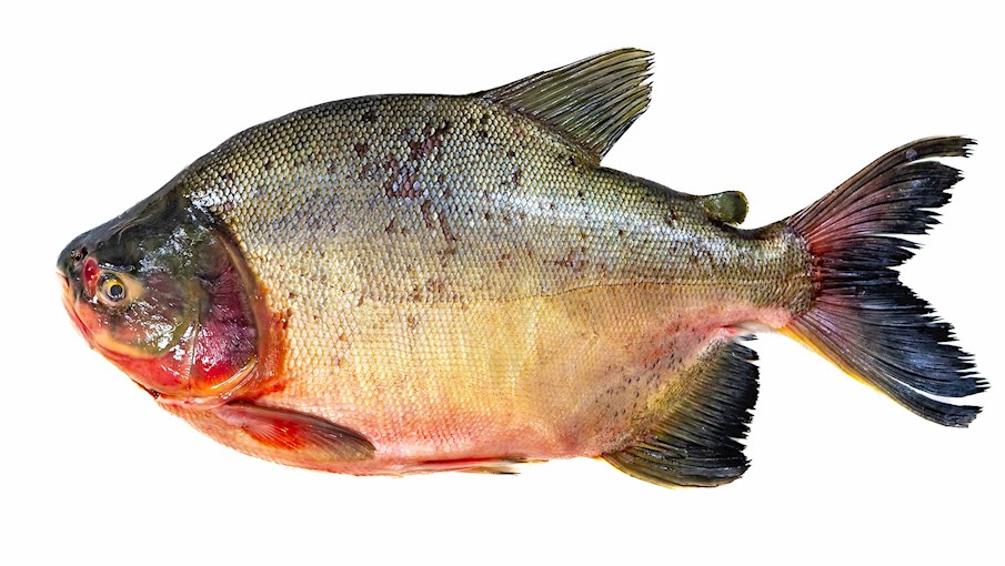4 Best Freshwater Fishes in Brazil - TasteAtlas