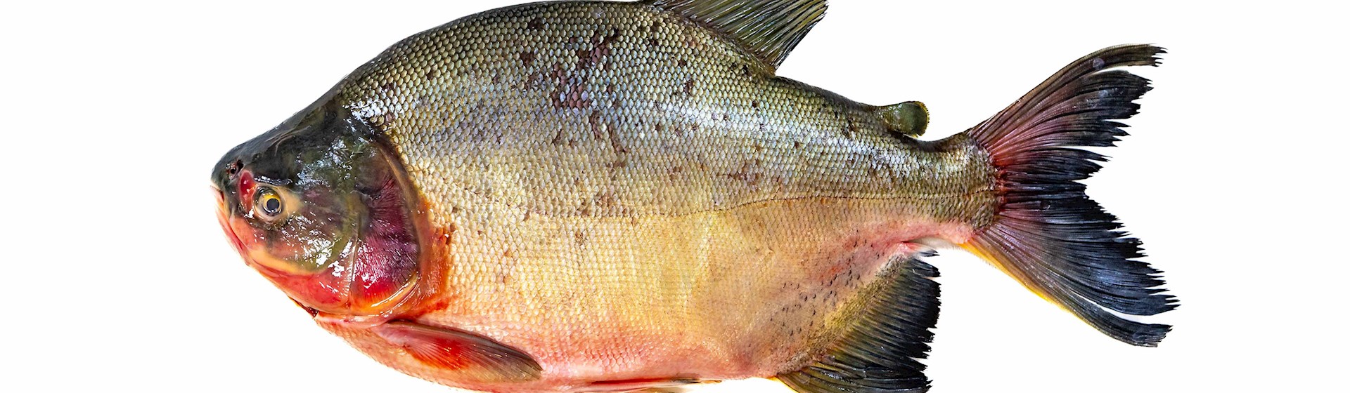 4 Best Fishes in Brazil - TasteAtlas