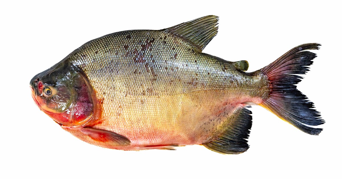 7 Best Fish in South America - TasteAtlas