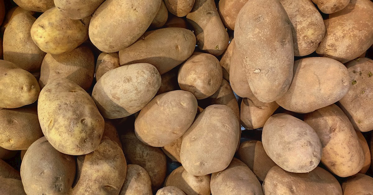 Kennebec Potato | Local Potato From Beltsville, United States of ...