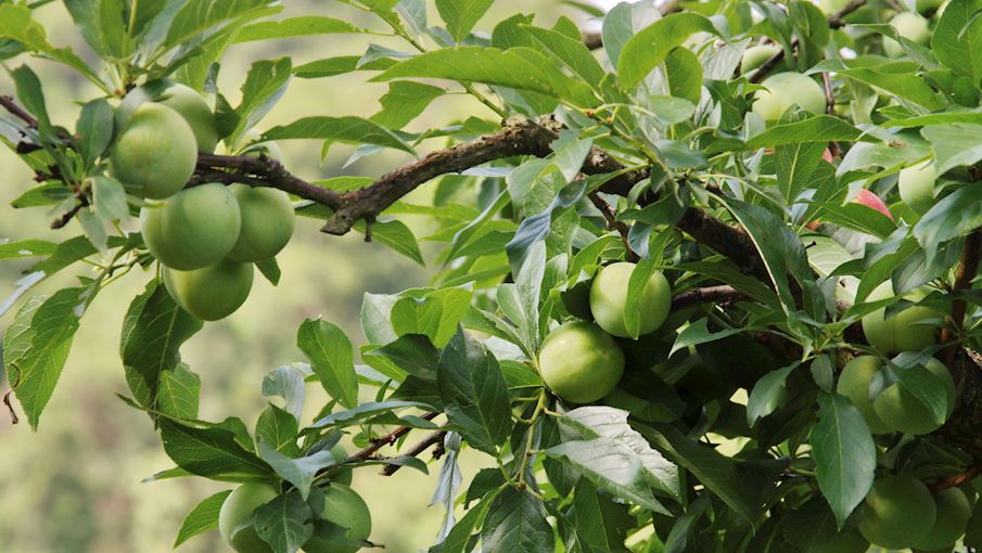 4 Best Rated Asian Fruits - TasteAtlas