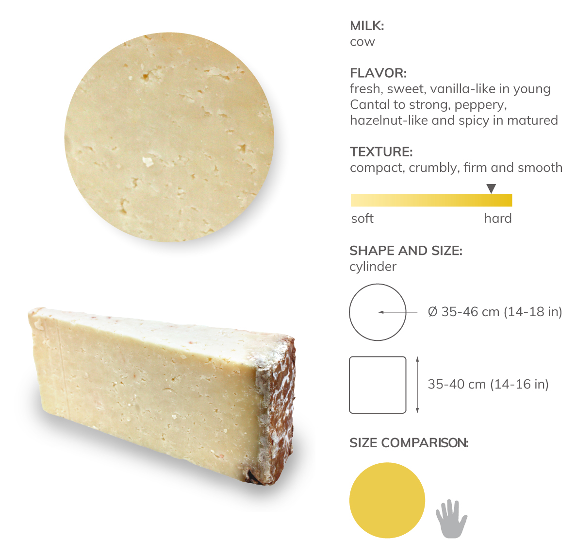Cantal | Local Cheese From Cantal, France | TasteAtlas