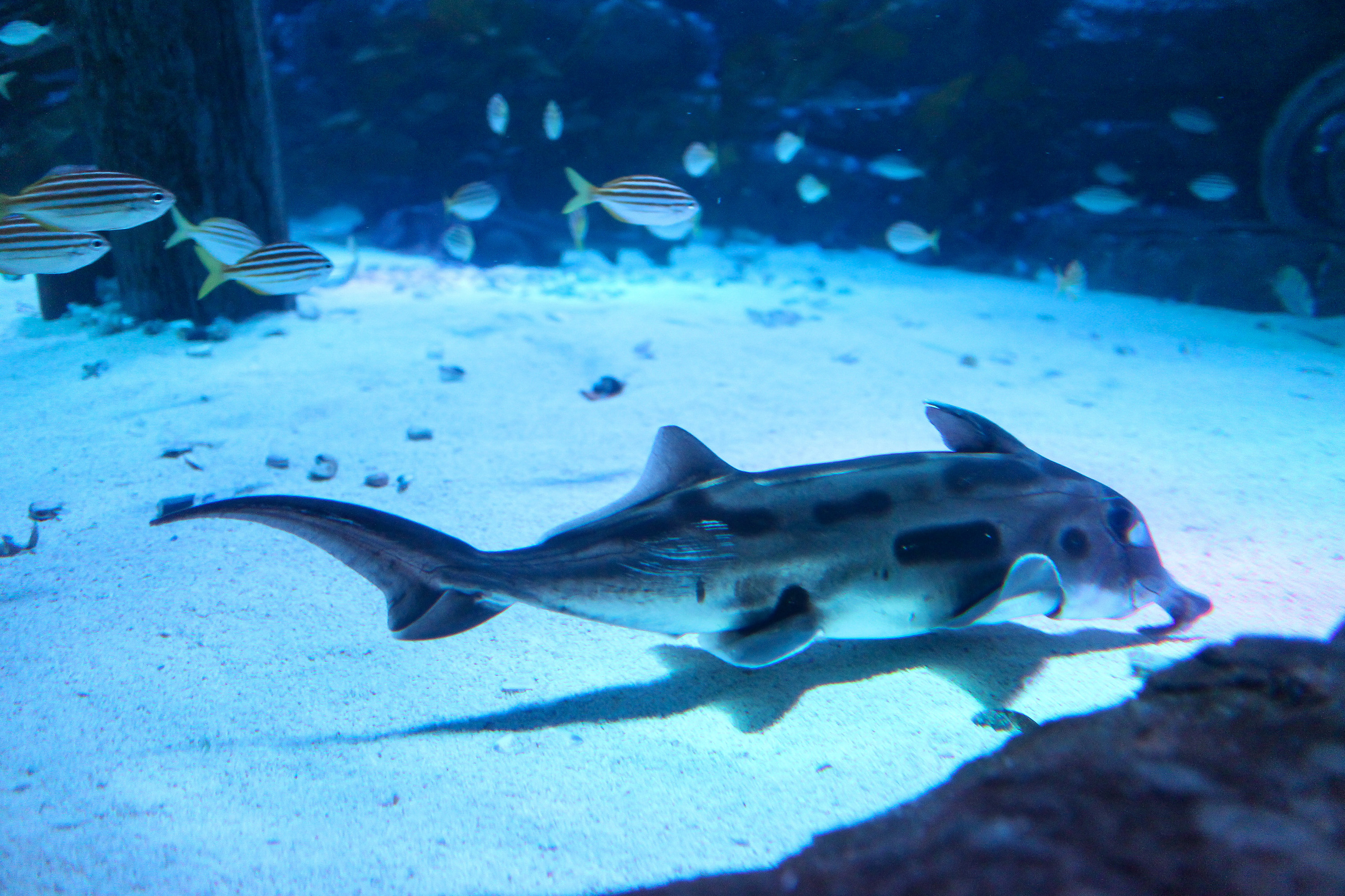 Elephant Shark | Local White Fish From New Zealand