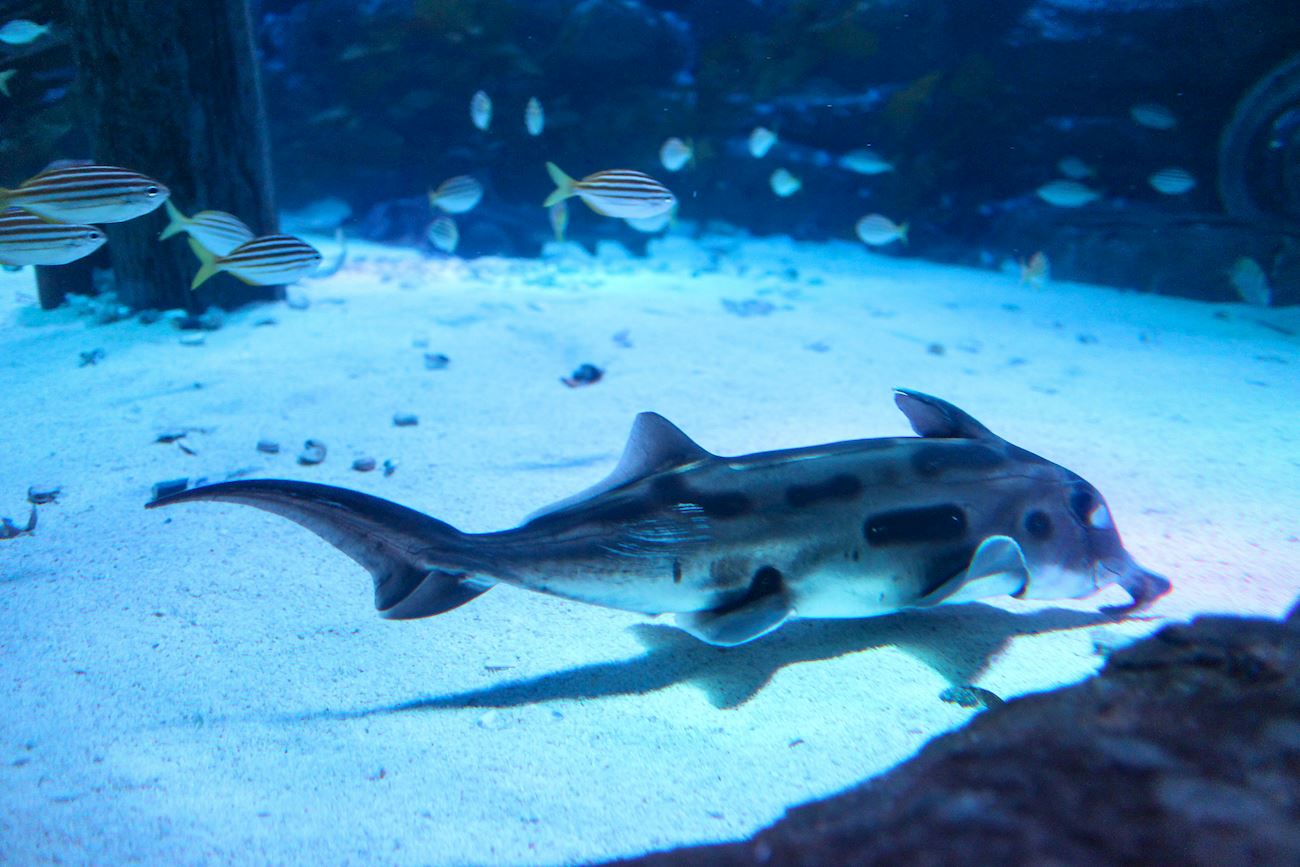 Elephant Shark | Local White Fish From New Zealand