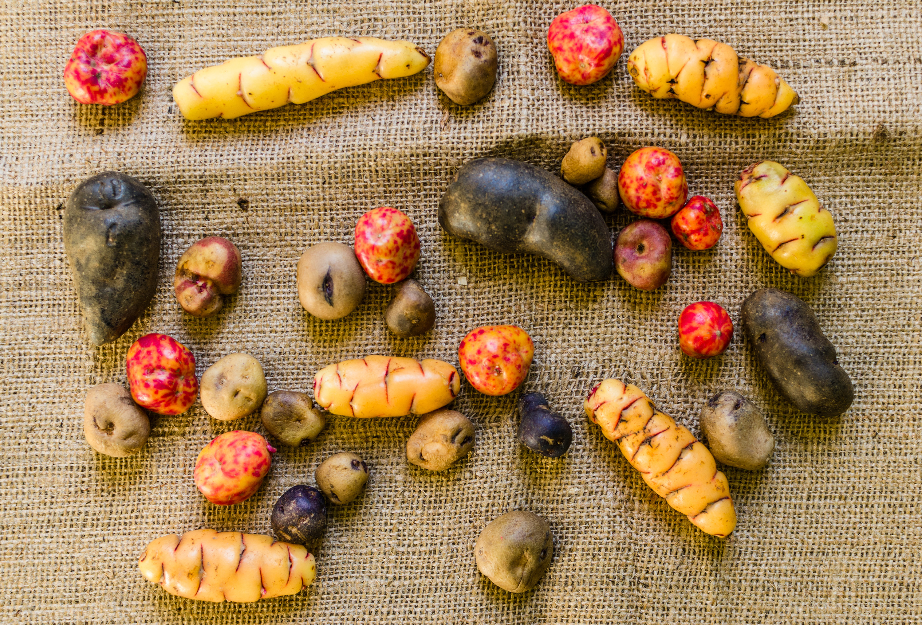 Quebrada de Humahuaca Andean Potatoes | Local Potato From Jujuy ...