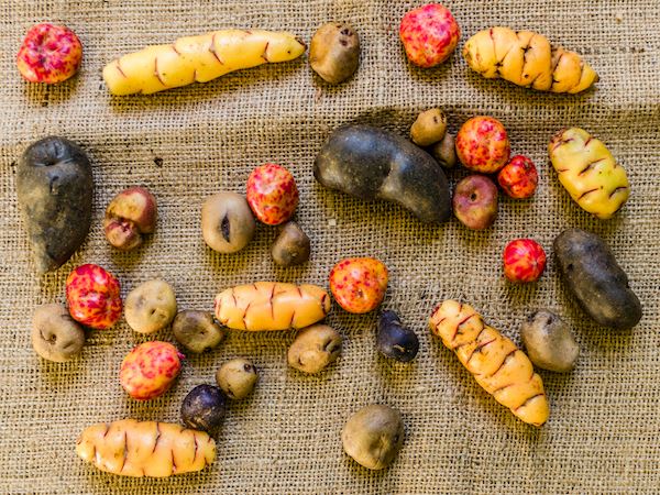 10 Most Popular German Vegetables - TasteAtlas