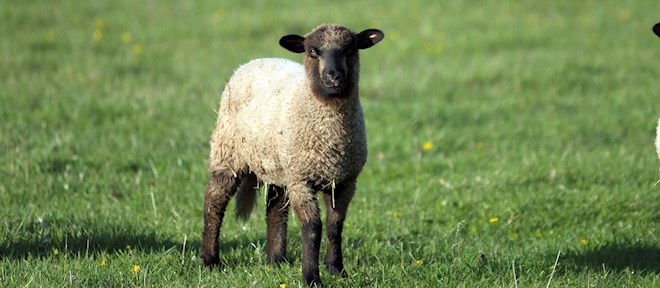 Lambs of the World: 49 Lamb Types | TasteAtlas